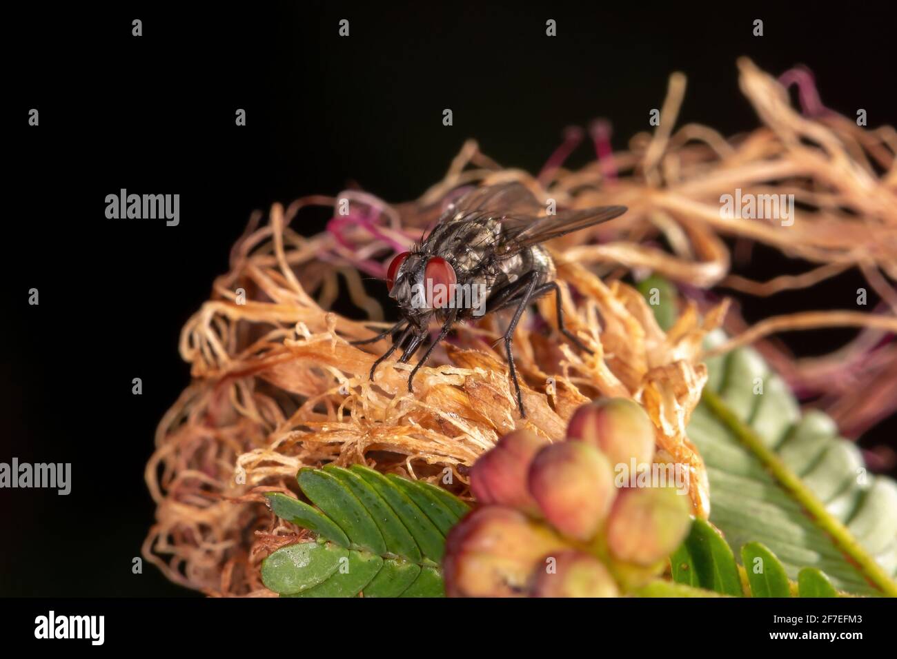 Adult House Fly of the Family Muscidae Stock Photo - Alamy