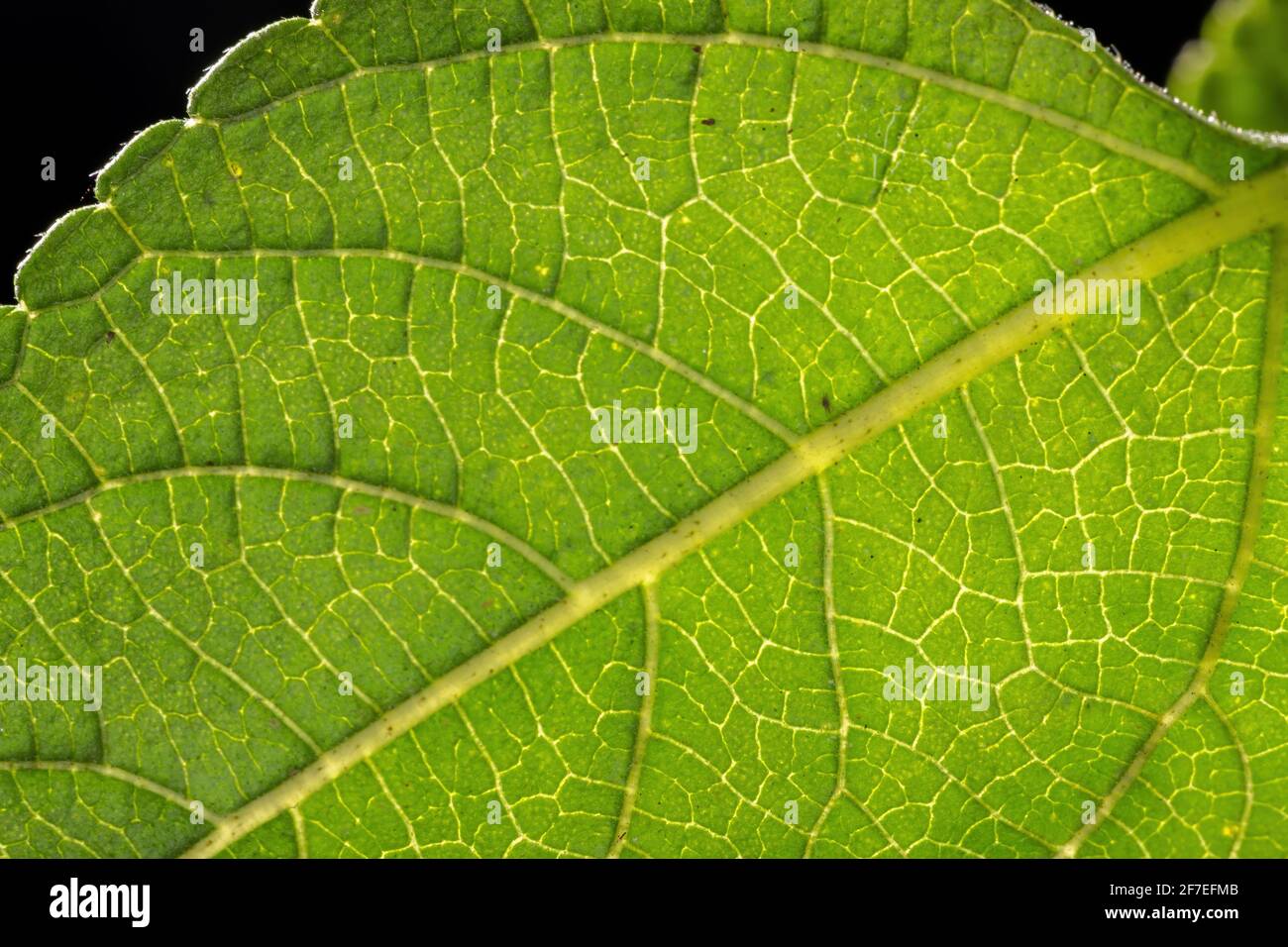 Texture of a leaf in high magnification with backlight Stock Photo - Alamy