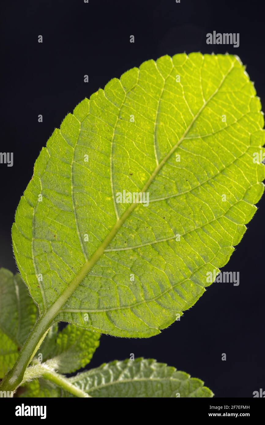 High magnification leaf hi-res stock photography and images - Alamy