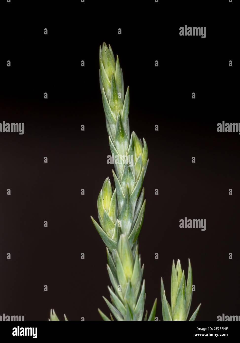 Green Conifer Leaves of the Order Pinales in macro view Stock Photo - Alamy