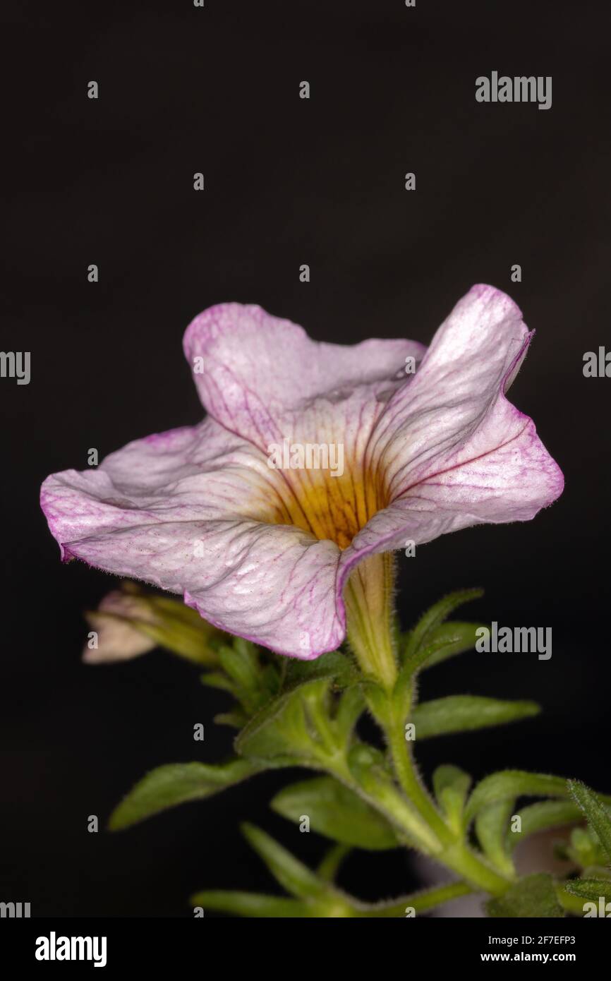 Dicot Flower of the Class Magnoliopsida in macro view Stock Photo - Alamy