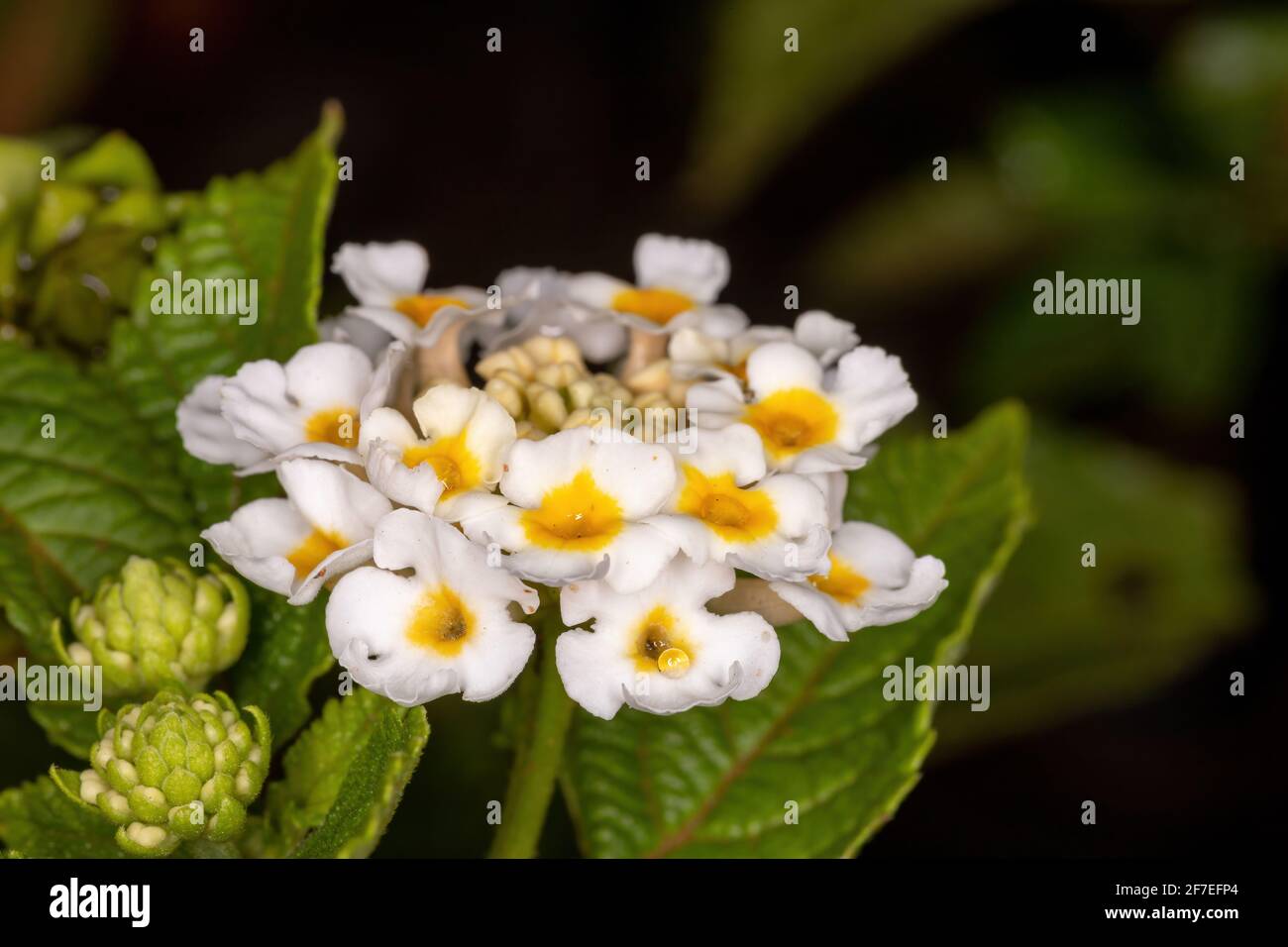 Flower of Common Lantana of the species Lantana camara with selective ...