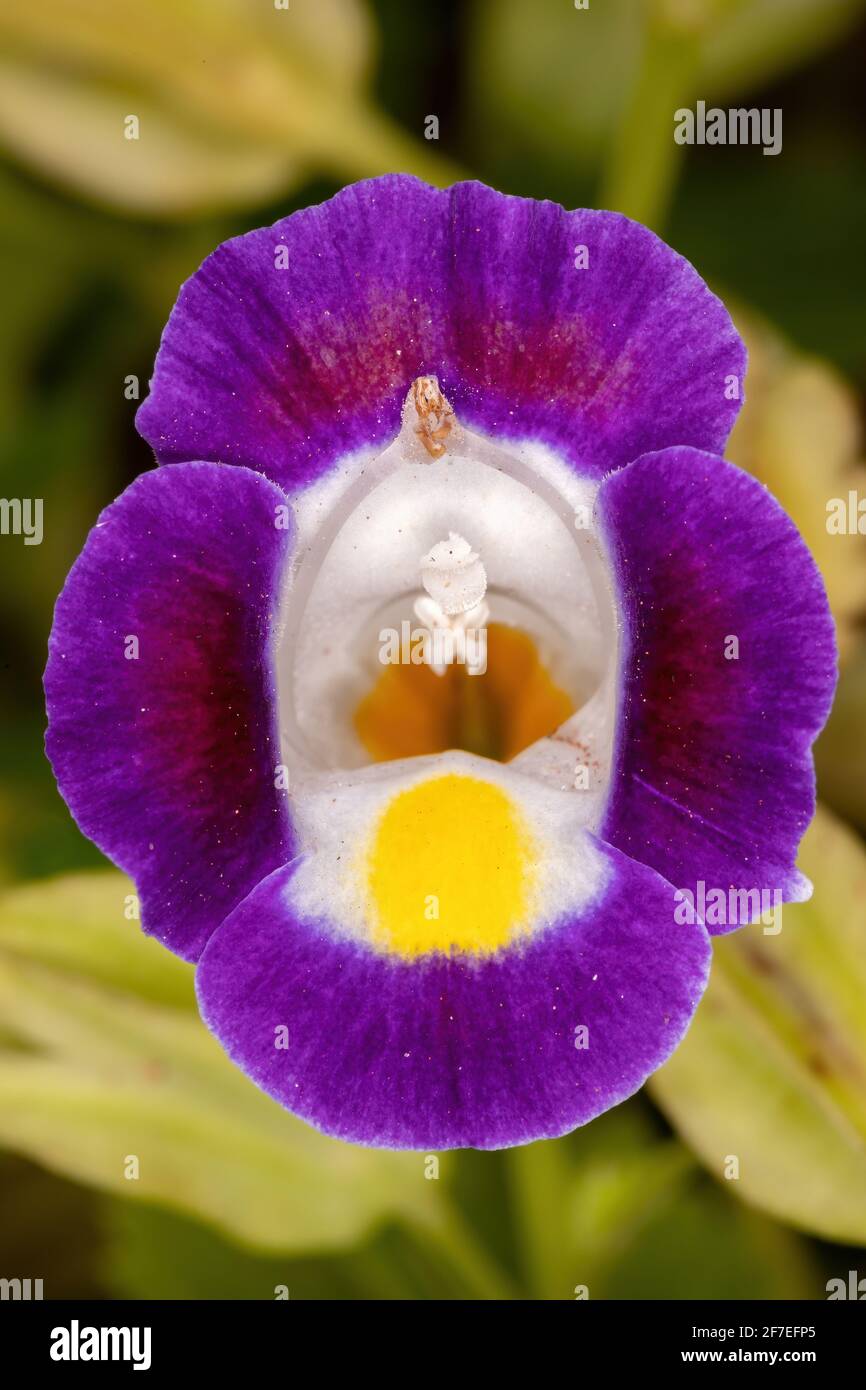Small Wishbone Flower of the Genus Torenia Stock Photo - Alamy