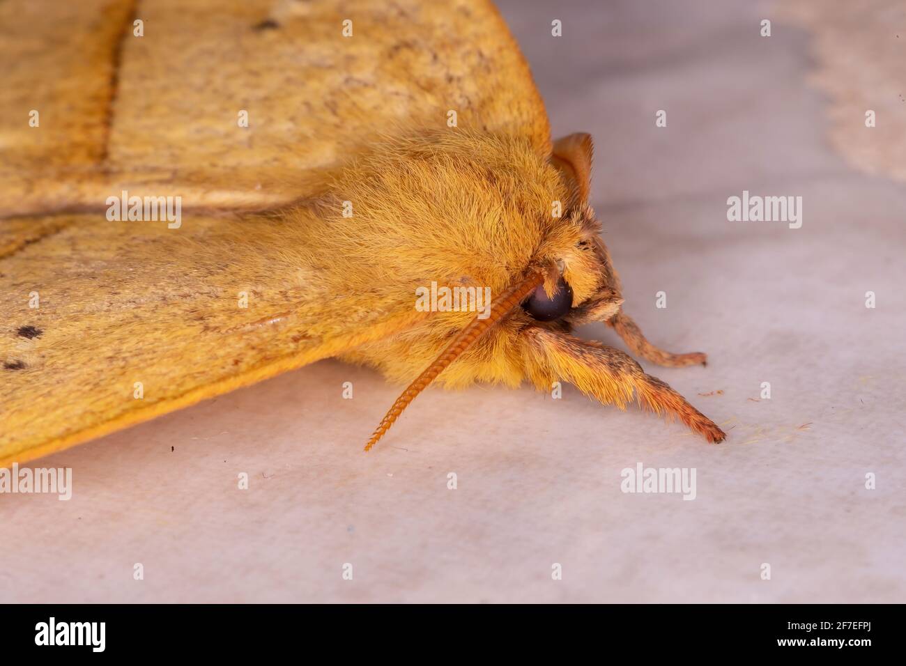 Giant Yellow Moth of the species Catacantha stramentalis Stock Photo ...