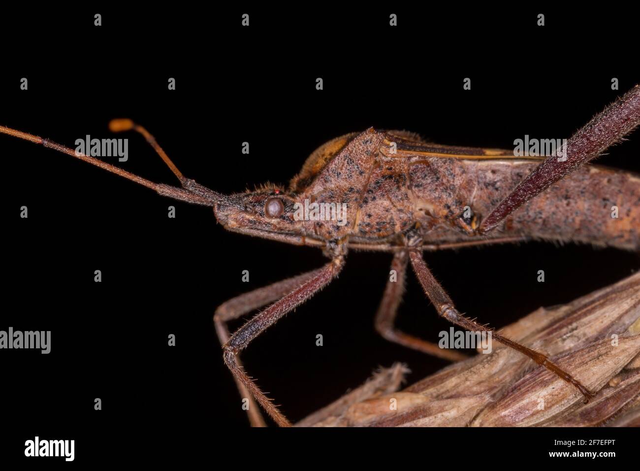Zonatus hi-res stock photography and images - Alamy
