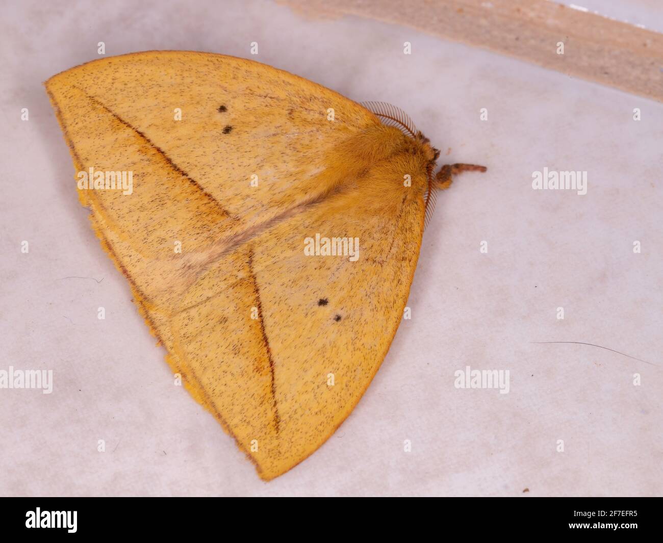 Giant Yellow Moth of the species Catacantha stramentalis Stock Photo ...