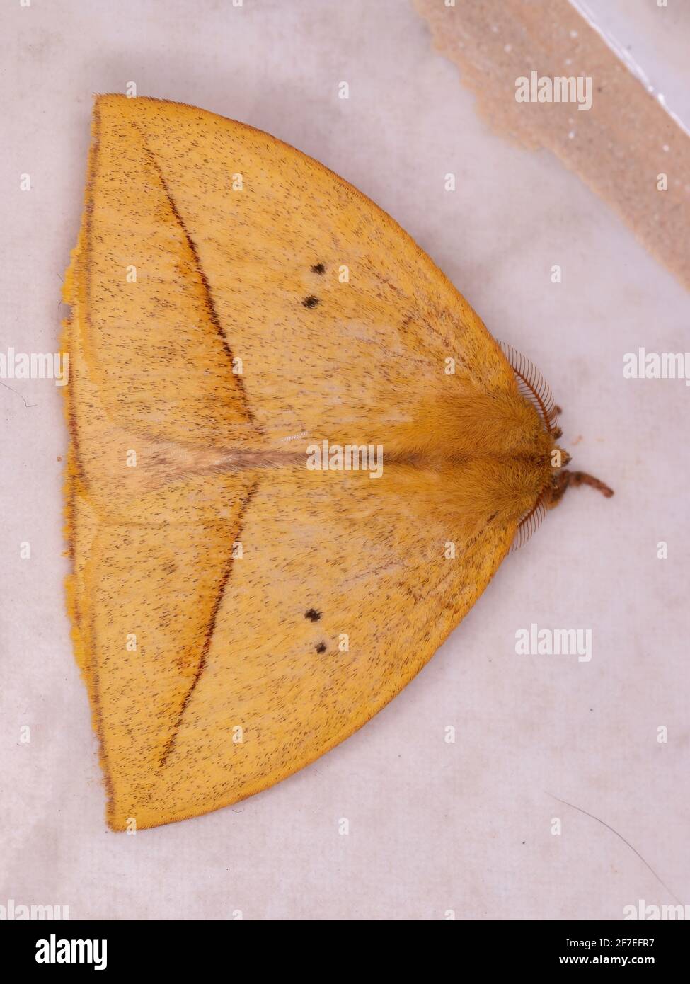 Giant Yellow Moth of the species Catacantha stramentalis Stock Photo ...
