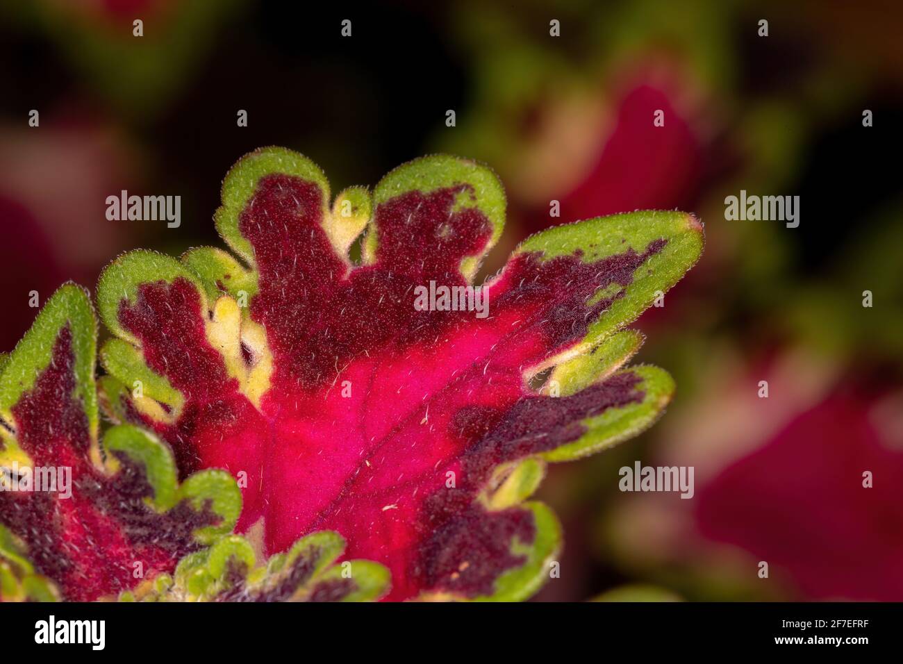 Dicot Plant of the Class Magnoliopsida in macro view Stock Photo - Alamy