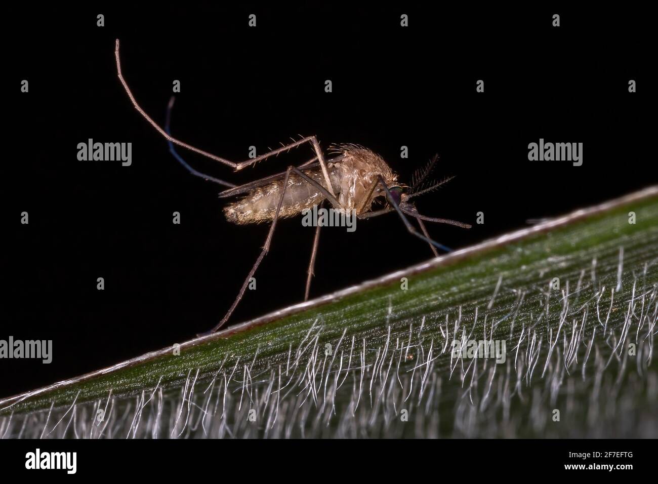 Adult Culicine Mosquitoe of the Genus Culex Stock Photo - Alamy