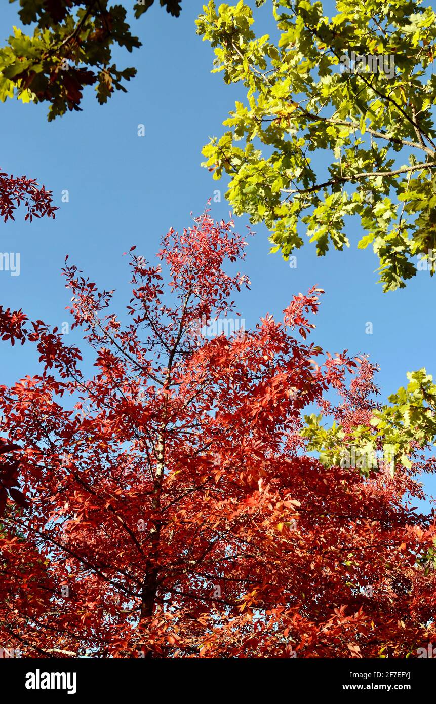 Sunny day red leaves hi-res stock photography and images - Alamy