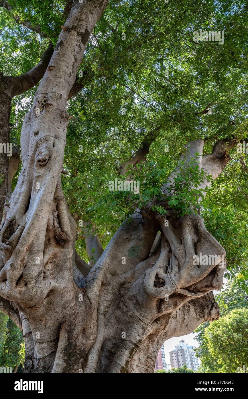 Adult tree with curious shapes and vivid foliage Stock Photo - Alamy