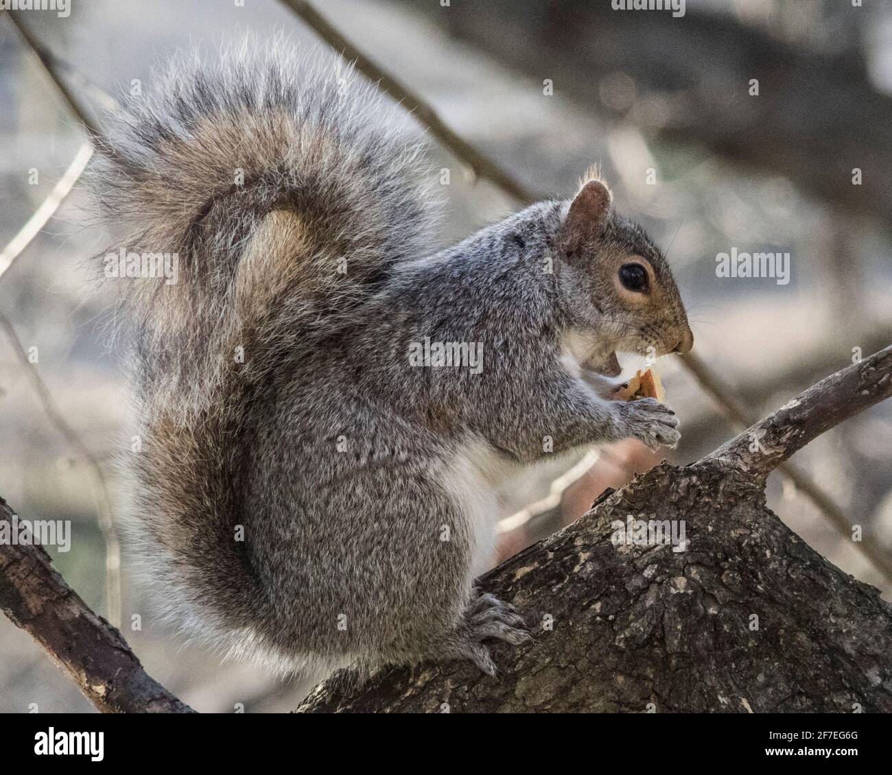 New York, New York, USA. 6th Apr, 2021. A squirrel eats an apple in Riverside Park in New York ...
