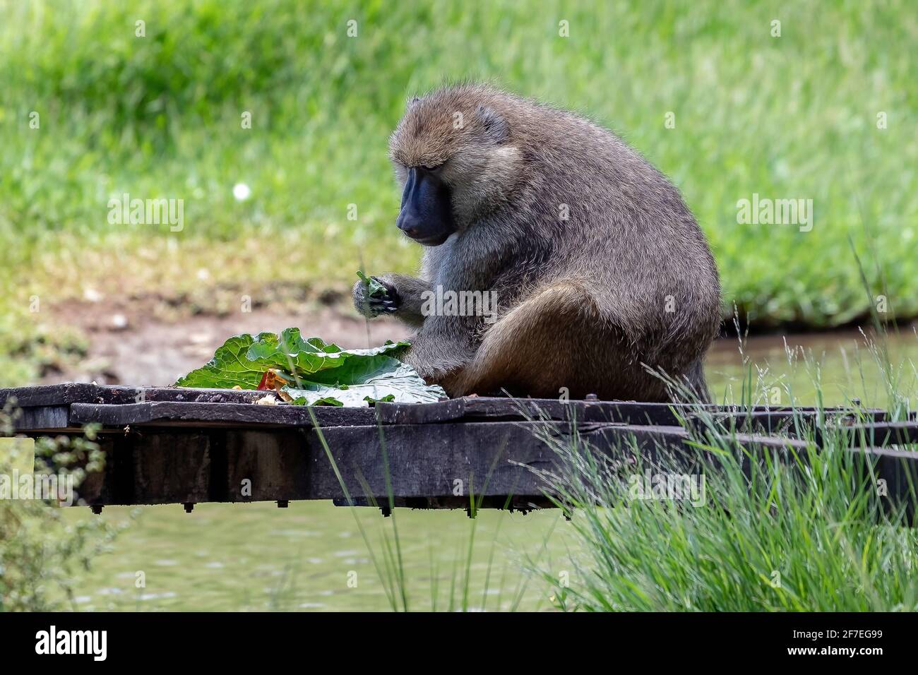 Papio species hi-res stock photography and images - Alamy