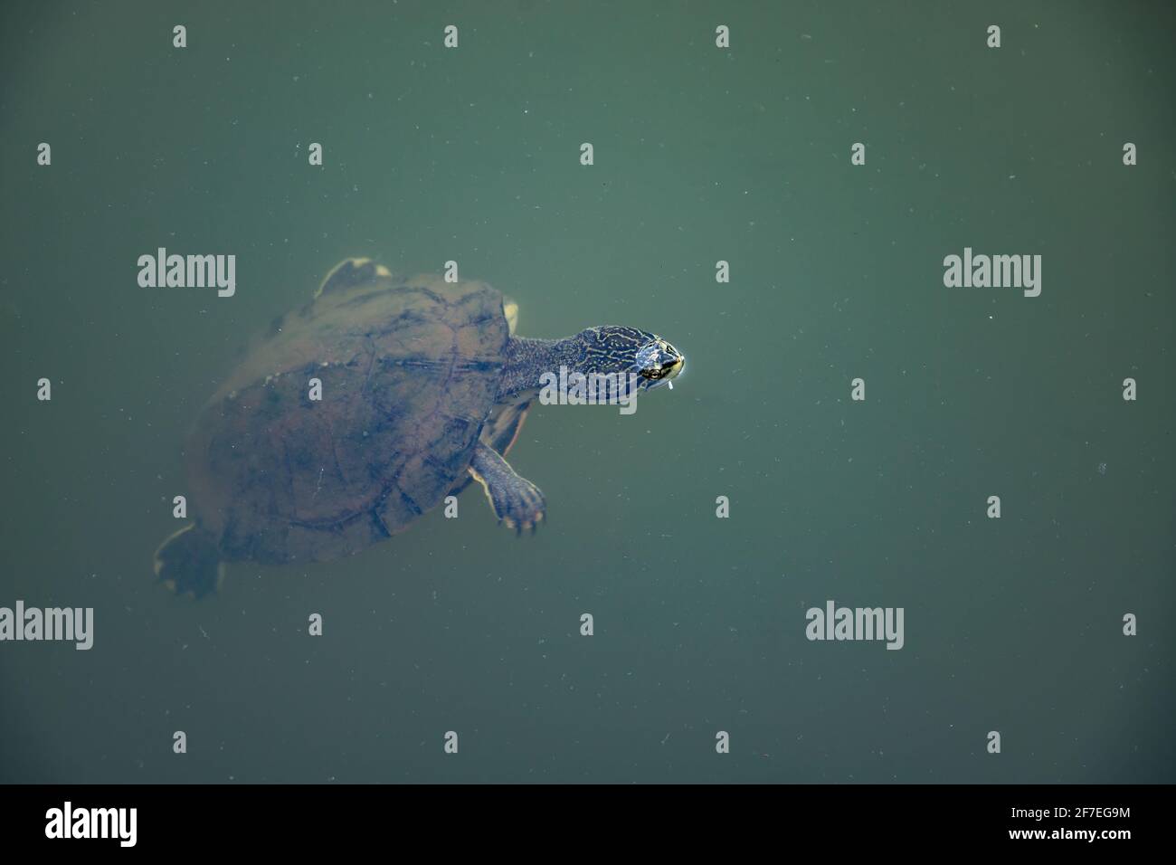 Geoffroy’s Side-necked Turtle of the species Phrynops geoffroanus Stock ...