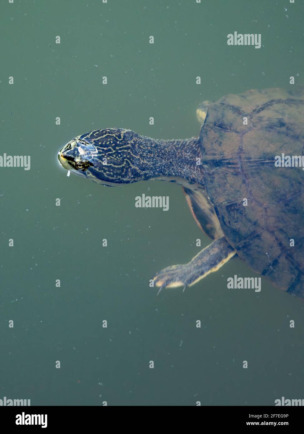 Geoffroy’s Side-necked Turtle of the species Phrynops geoffroanus Stock ...