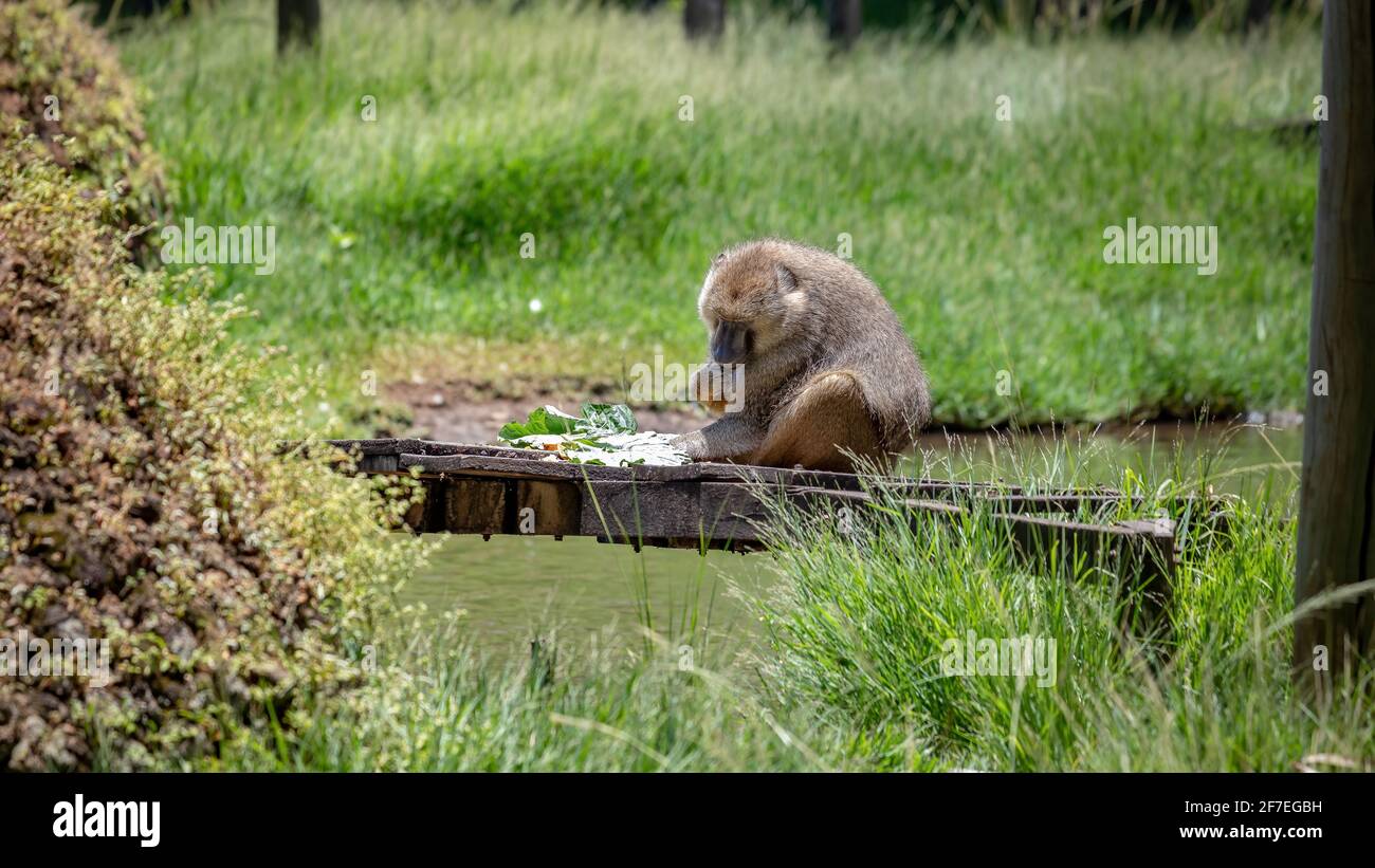 Guinea Baboon of the species Papio papio Stock Photo - Alamy