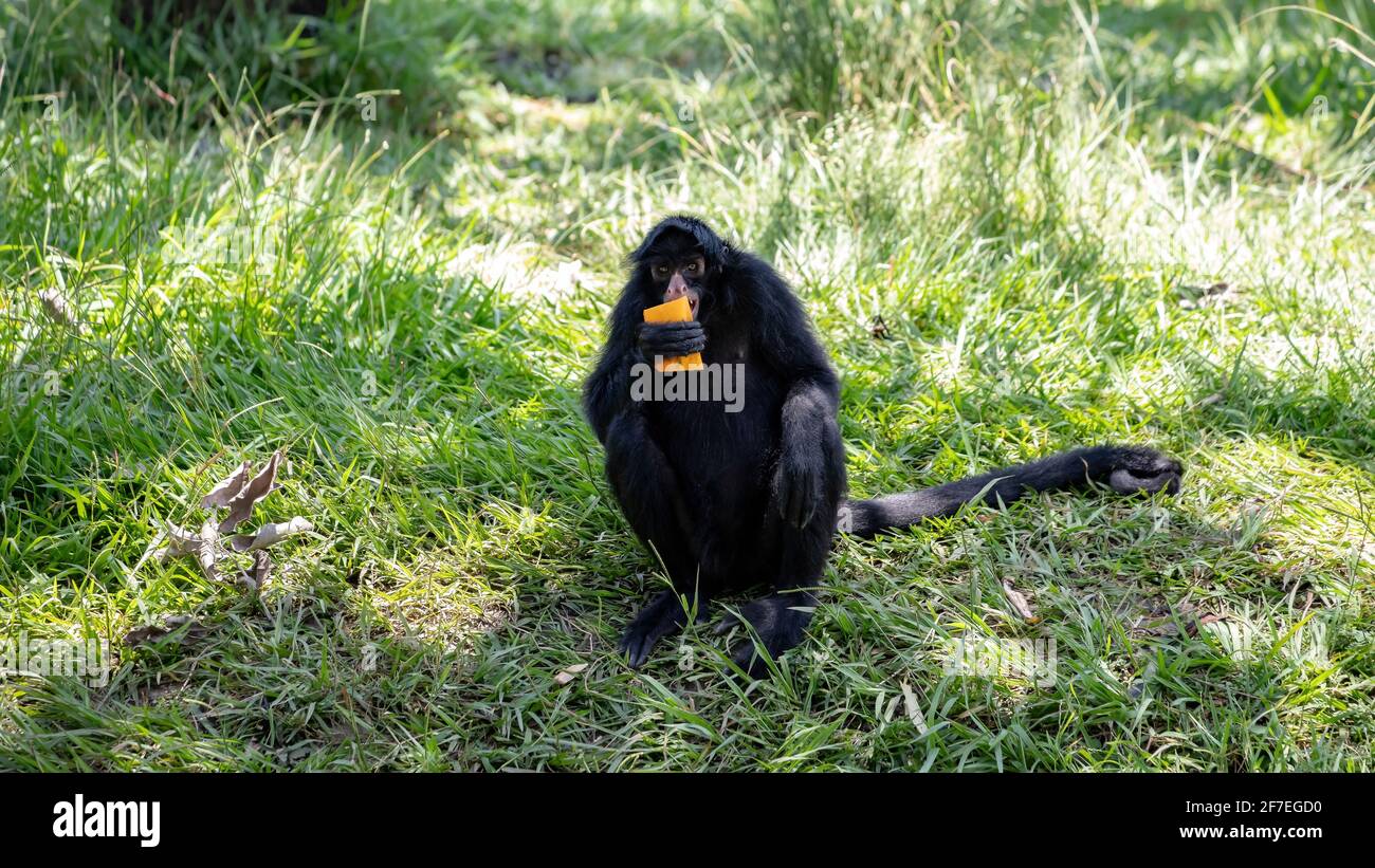Black-faced Black Spider Monkey of the species Ateles chamek Stock ...
