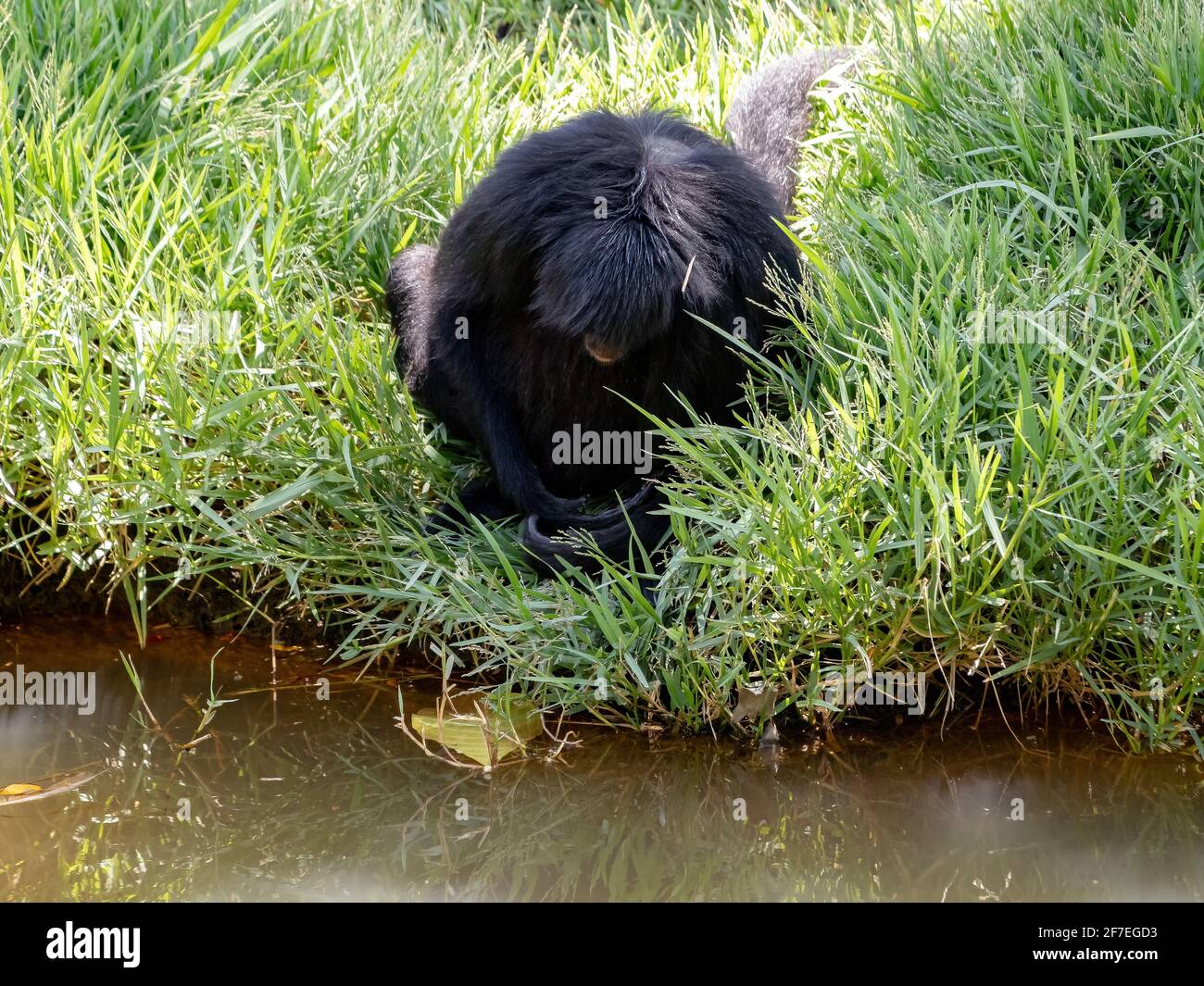 Black-faced Black Spider Monkey of the species Ateles chamek Stock ...