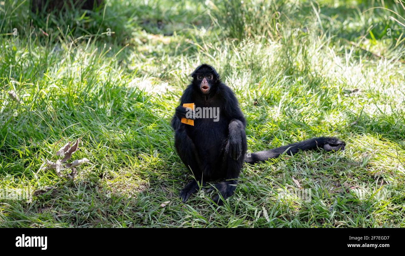Black faced spider monkeys hi-res stock photography and images - Alamy