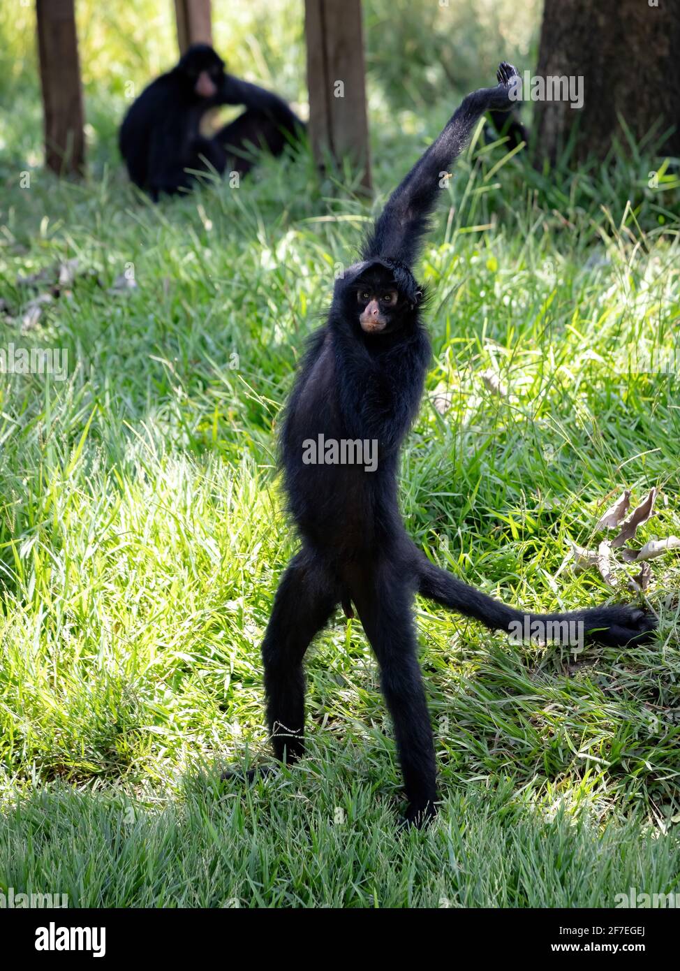 Black-faced Black Spider Monkey of the species Ateles chamek Stock ...