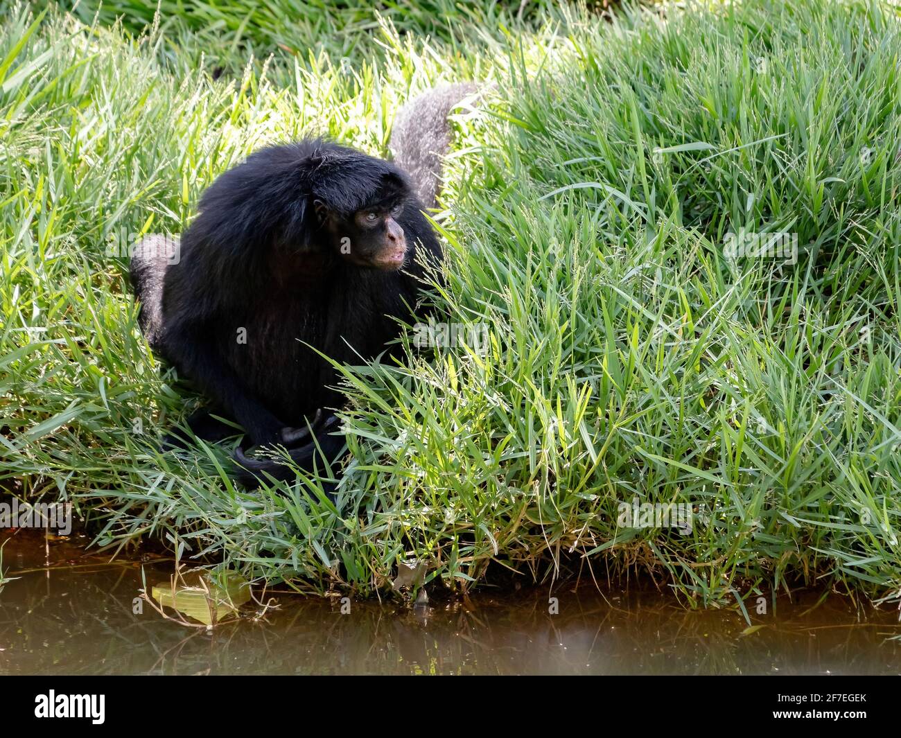 Black-faced Black Spider Monkey of the species Ateles chamek Stock ...