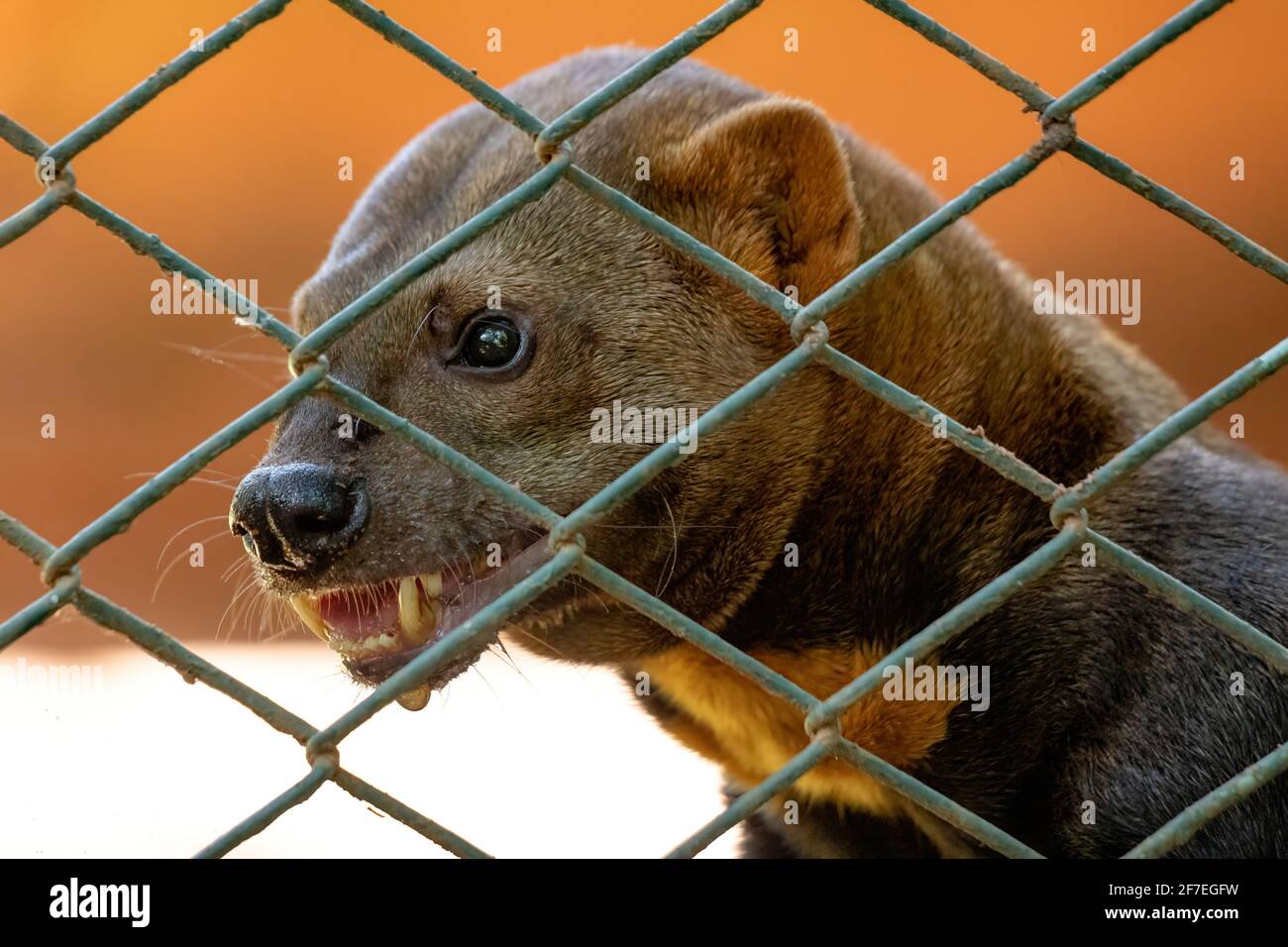 Tayra wild animal of the species Eira barbara Stock Photo - Alamy