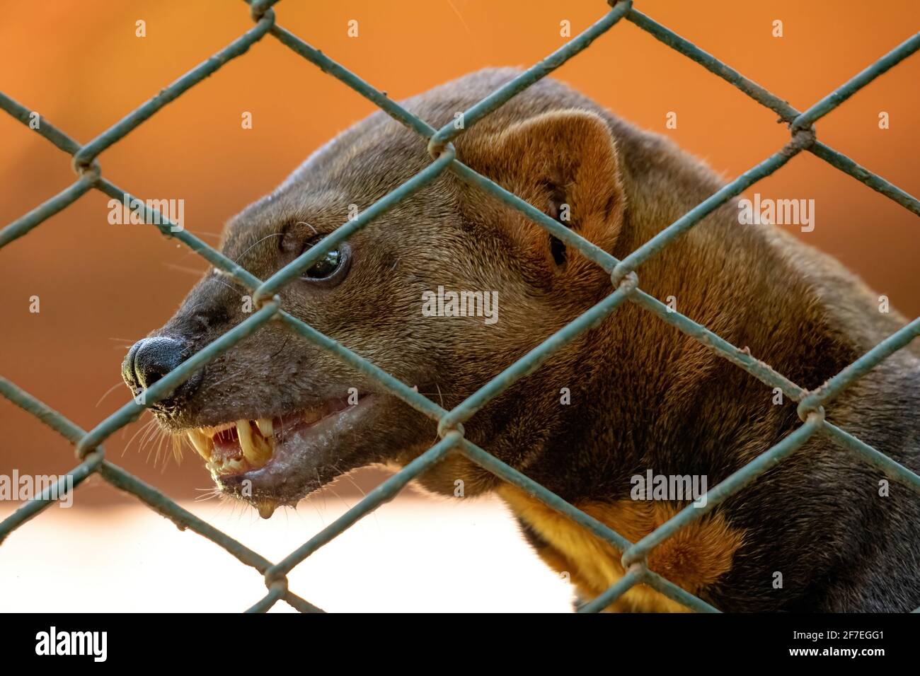 Tayra High Resolution Stock Photography and Images - Alamy