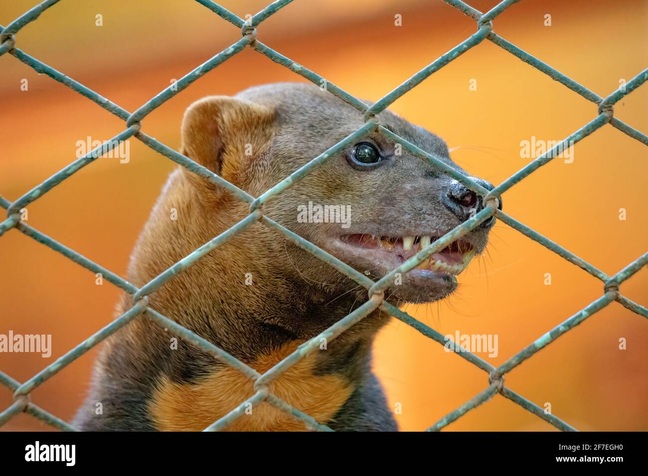 Tayra wild animal of the species Eira barbara Stock Photo - Alamy