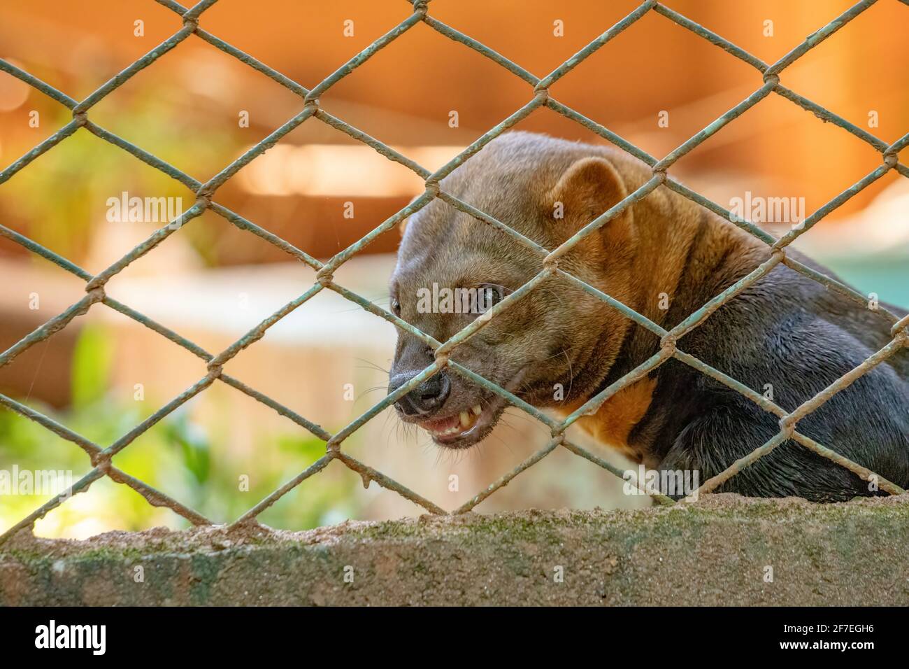 Tayra wild animal of the species Eira barbara Stock Photo - Alamy