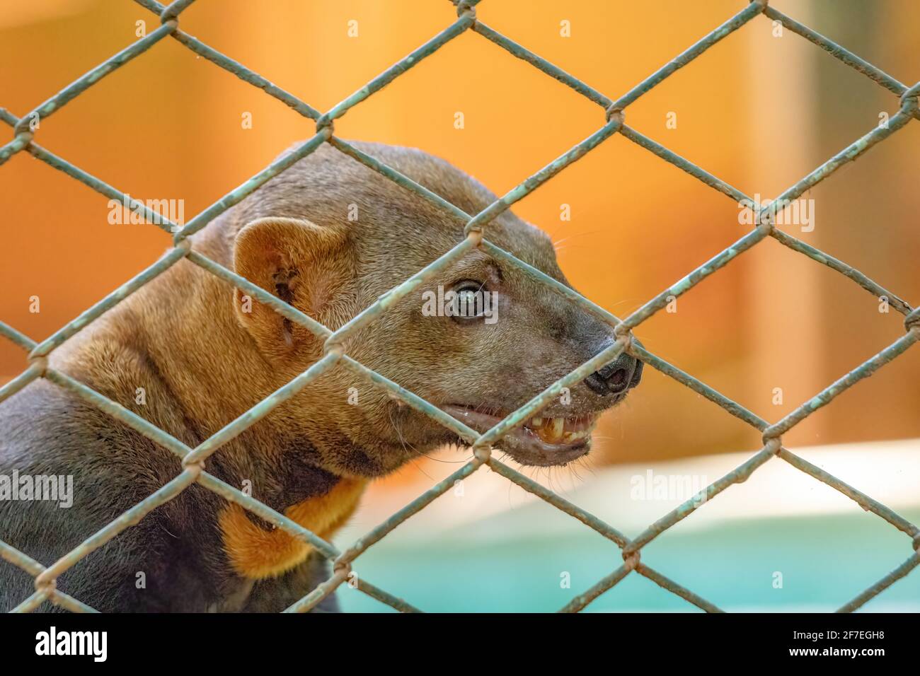 Tayra wild animal of the species Eira barbara Stock Photo - Alamy