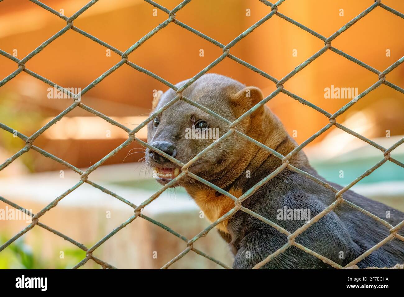 Tayra wild animal of the species Eira barbara Stock Photo - Alamy