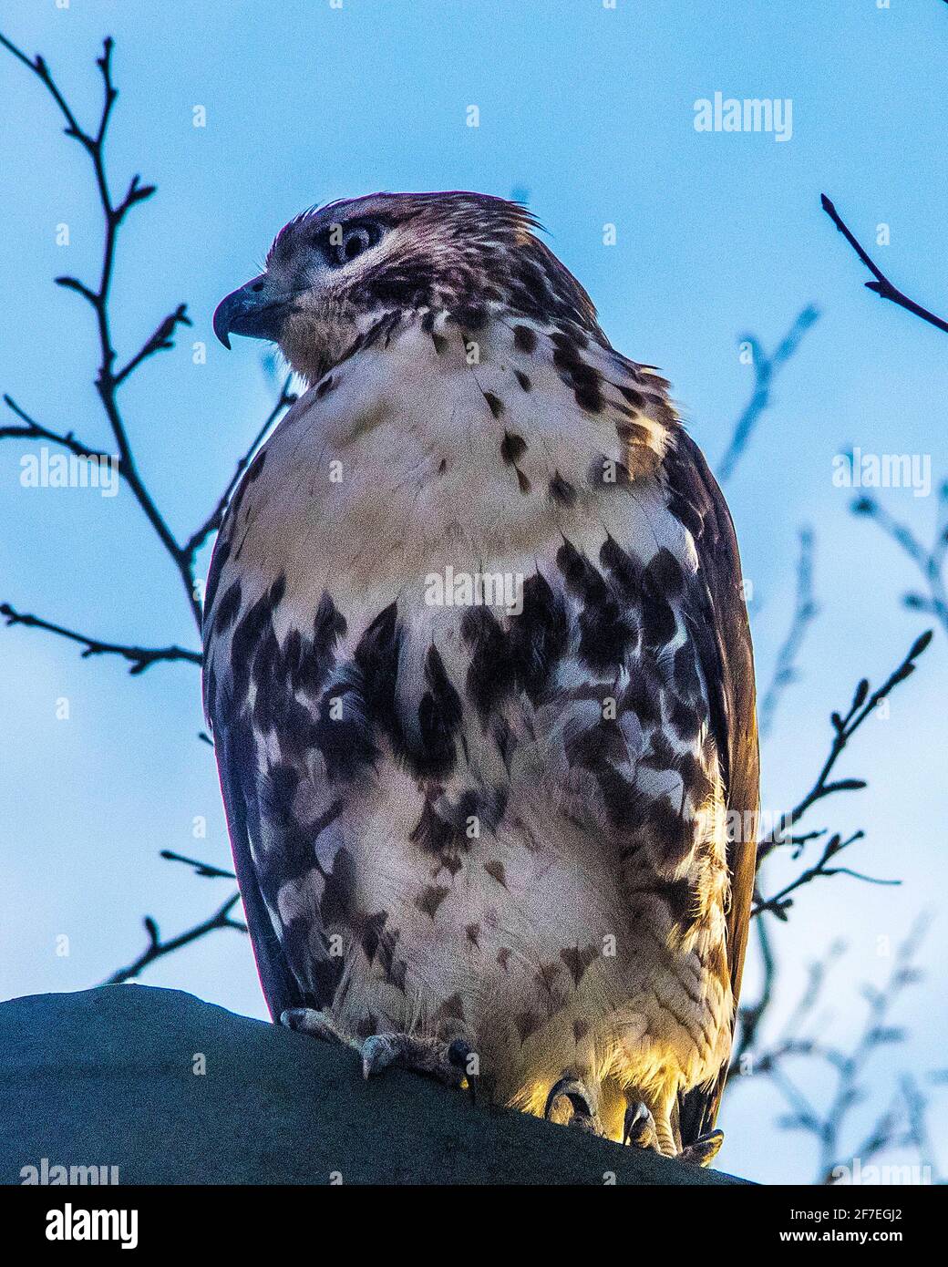 New York, New York, USA. 6th Apr, 2021. A red-tailed hawk sits in a ...