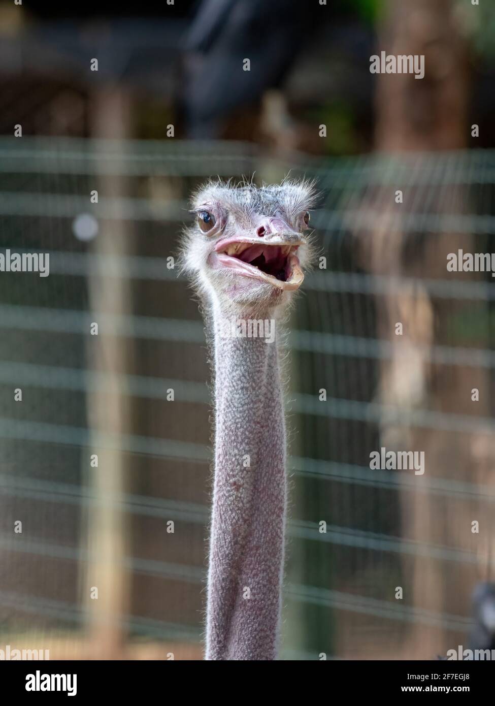 greater rhea of the species Rhea americana Stock Photo - Alamy