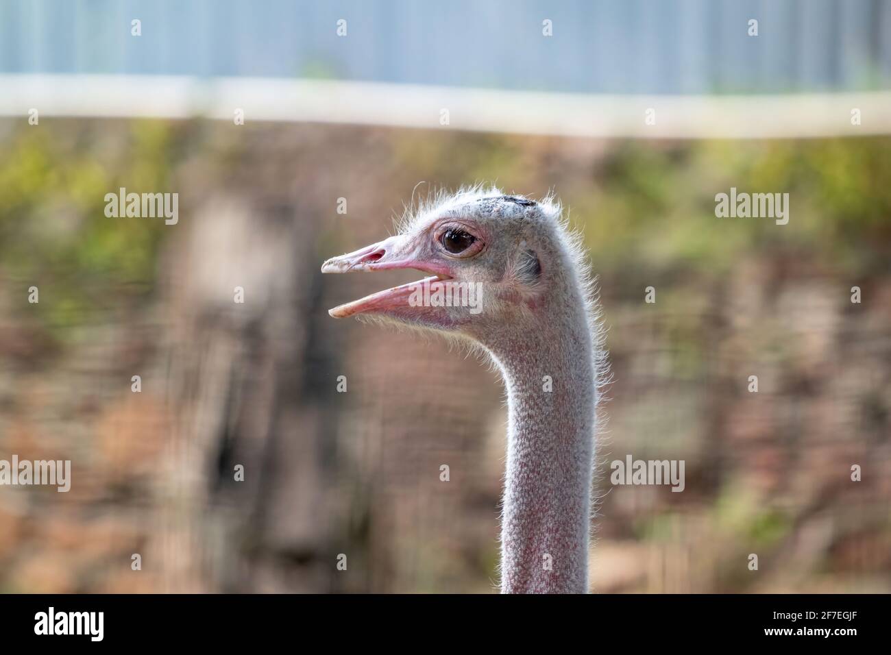 greater rhea of the species Rhea americana Stock Photo - Alamy