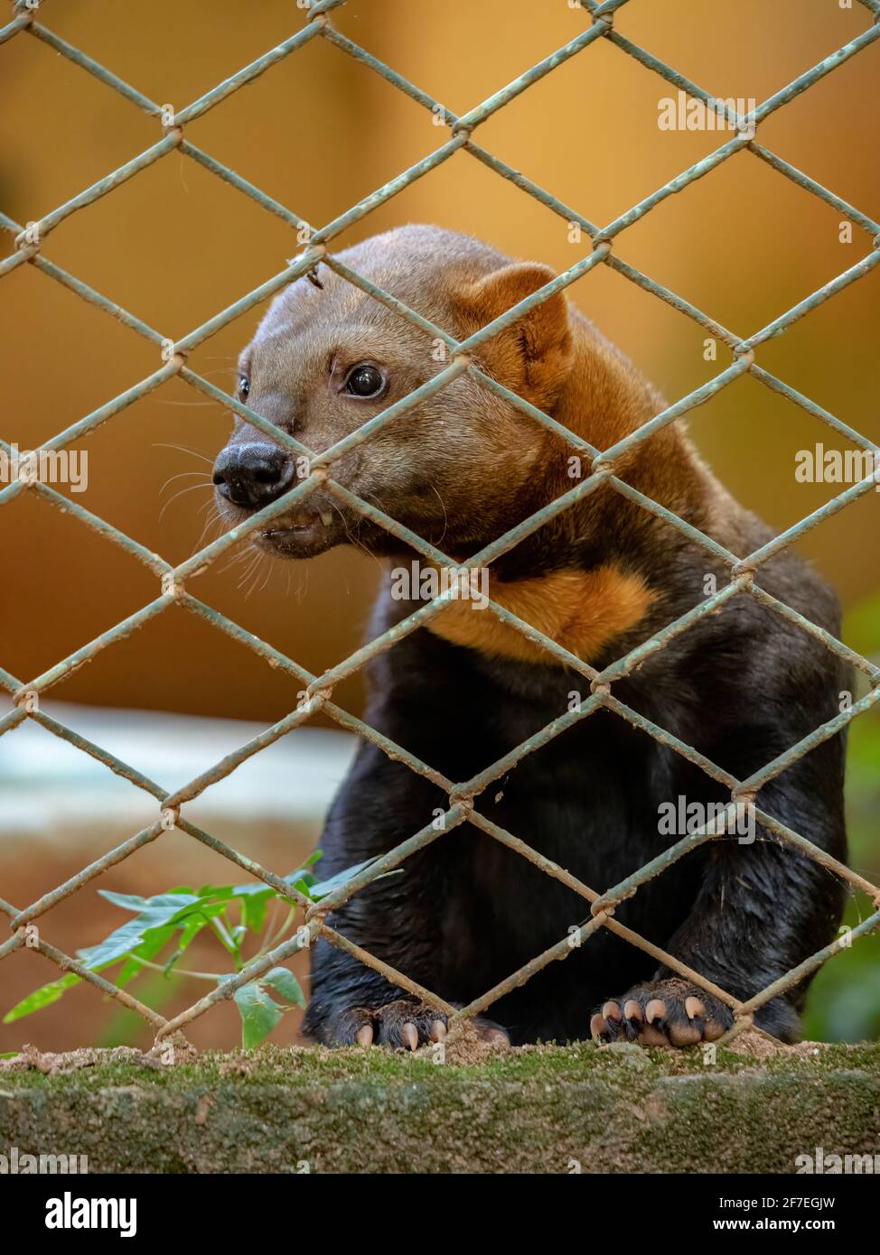 Tayra wild animal of the species Eira barbara Stock Photo - Alamy