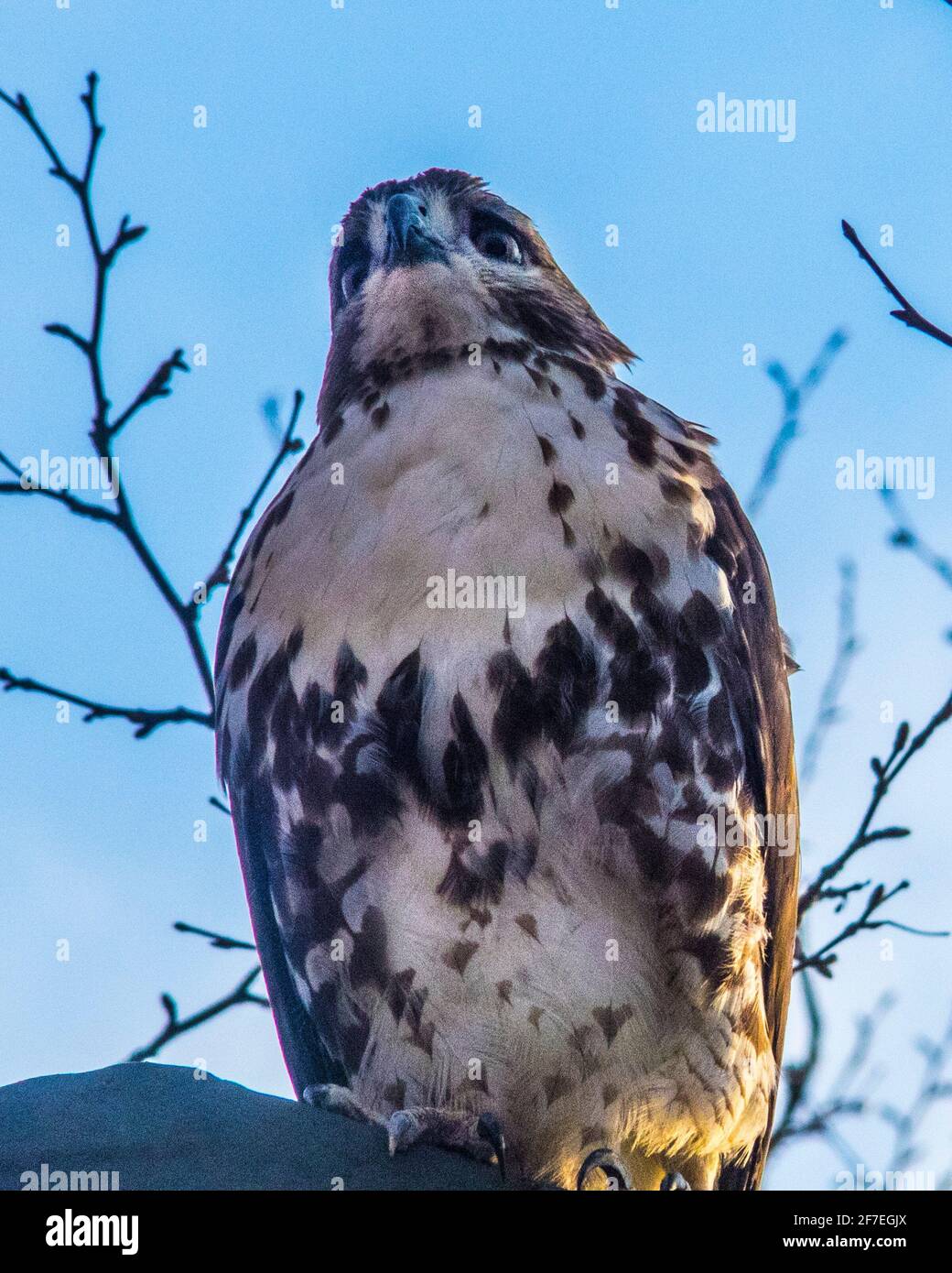 New York, New York, USA. 6th Apr, 2021. A red-tailed hawk sits in a ...