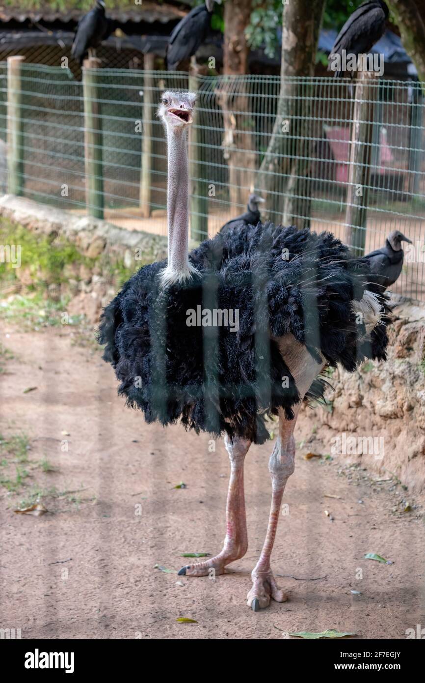 Rhea species hi-res stock photography and images - Alamy