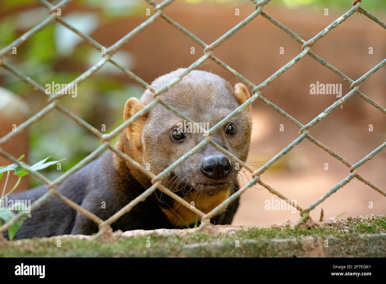 Tayra wild animal of the species Eira barbara Stock Photo - Alamy