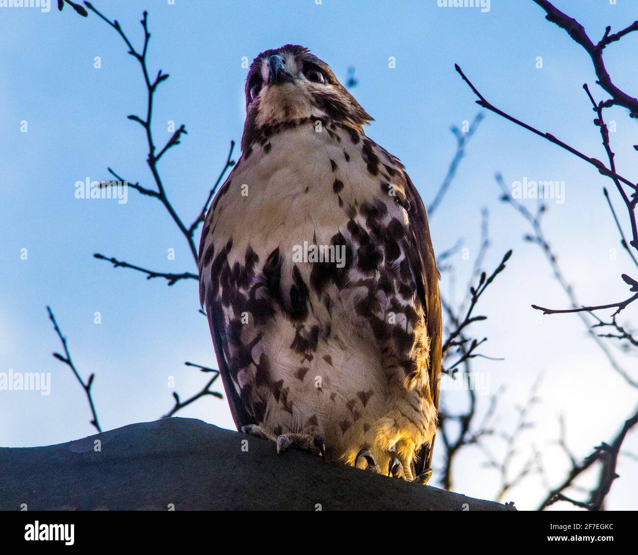 New York, New York, USA. 6th Apr, 2021. A red-tailed hawk sits in a ...