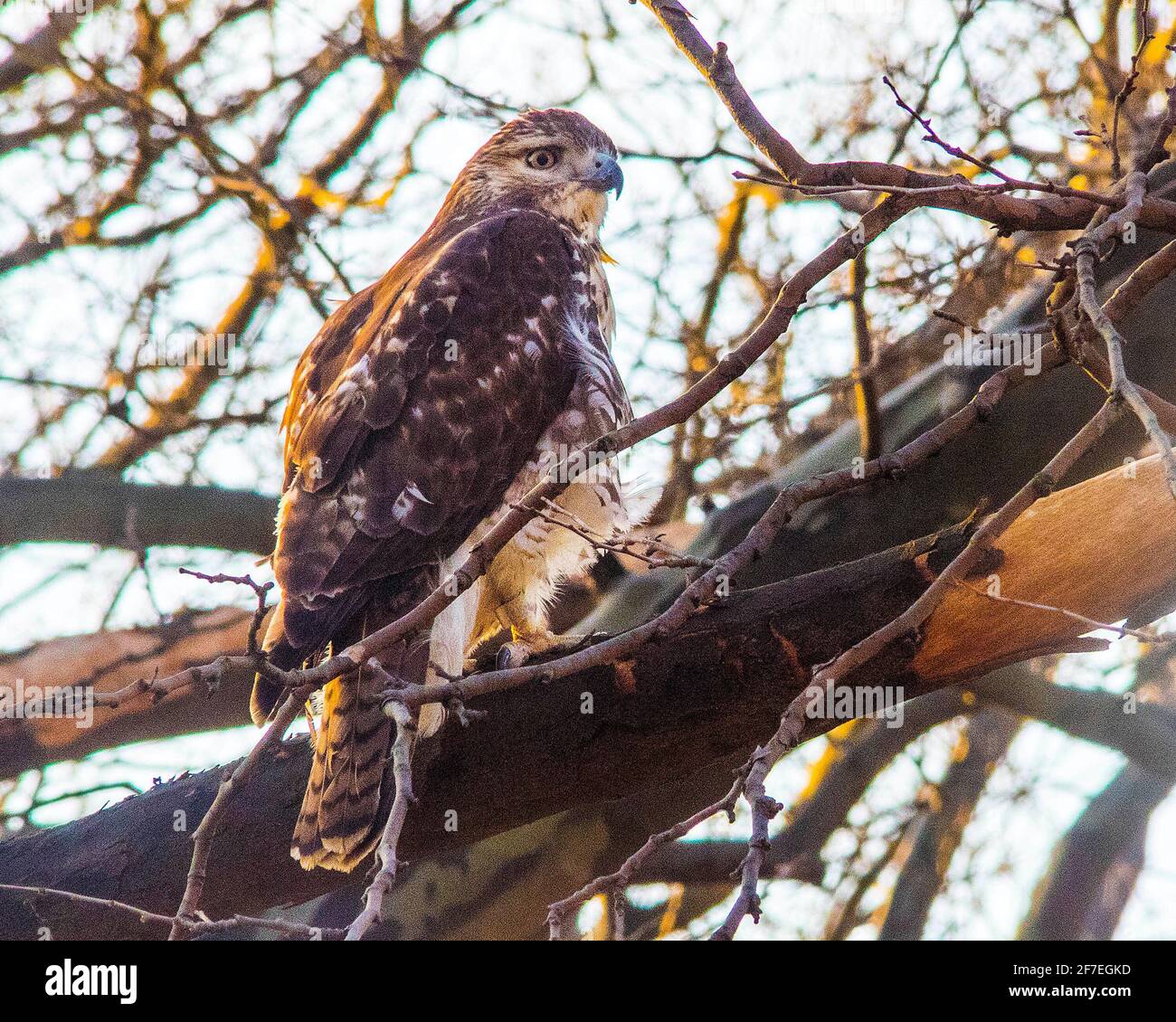 New York, New York, USA. 6th Apr, 2021. A red-tailed hawk sits in a ...
