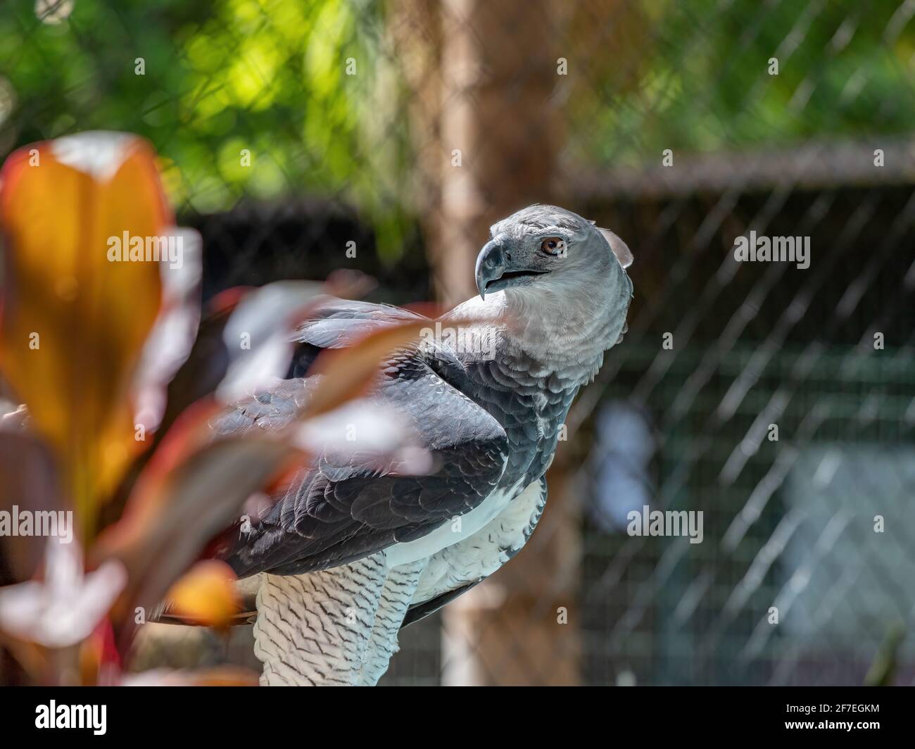 Harpy Eagle of the species Harpia harpyja Stock Photo - Alamy