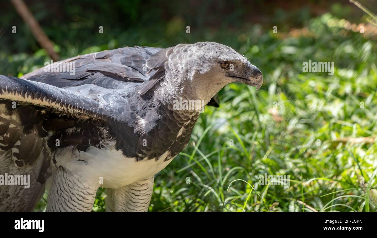 Harpy Eagle of the species Harpia harpyja Stock Photo - Alamy