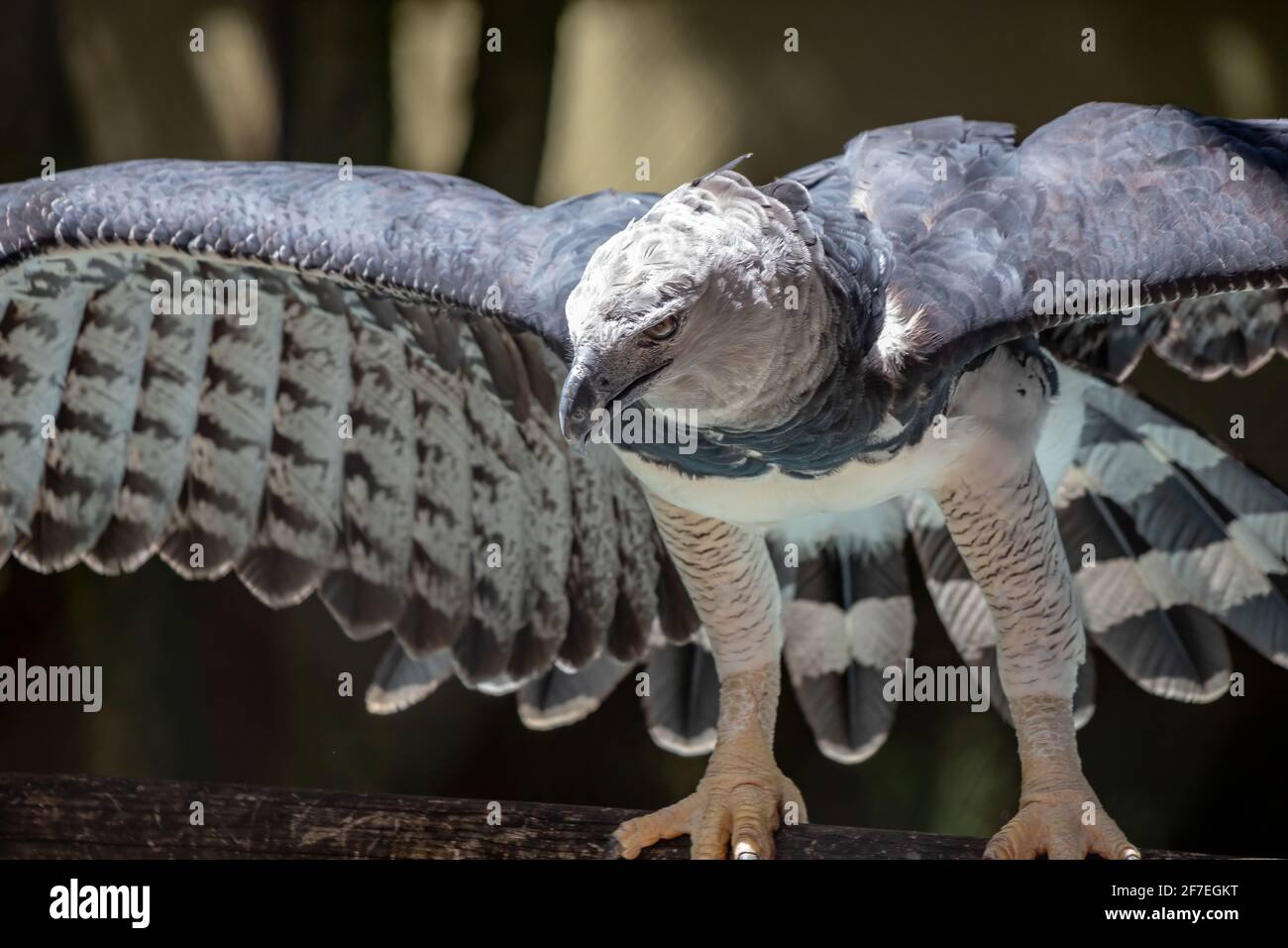 Harpy eagle hi-res stock photography and images - Alamy