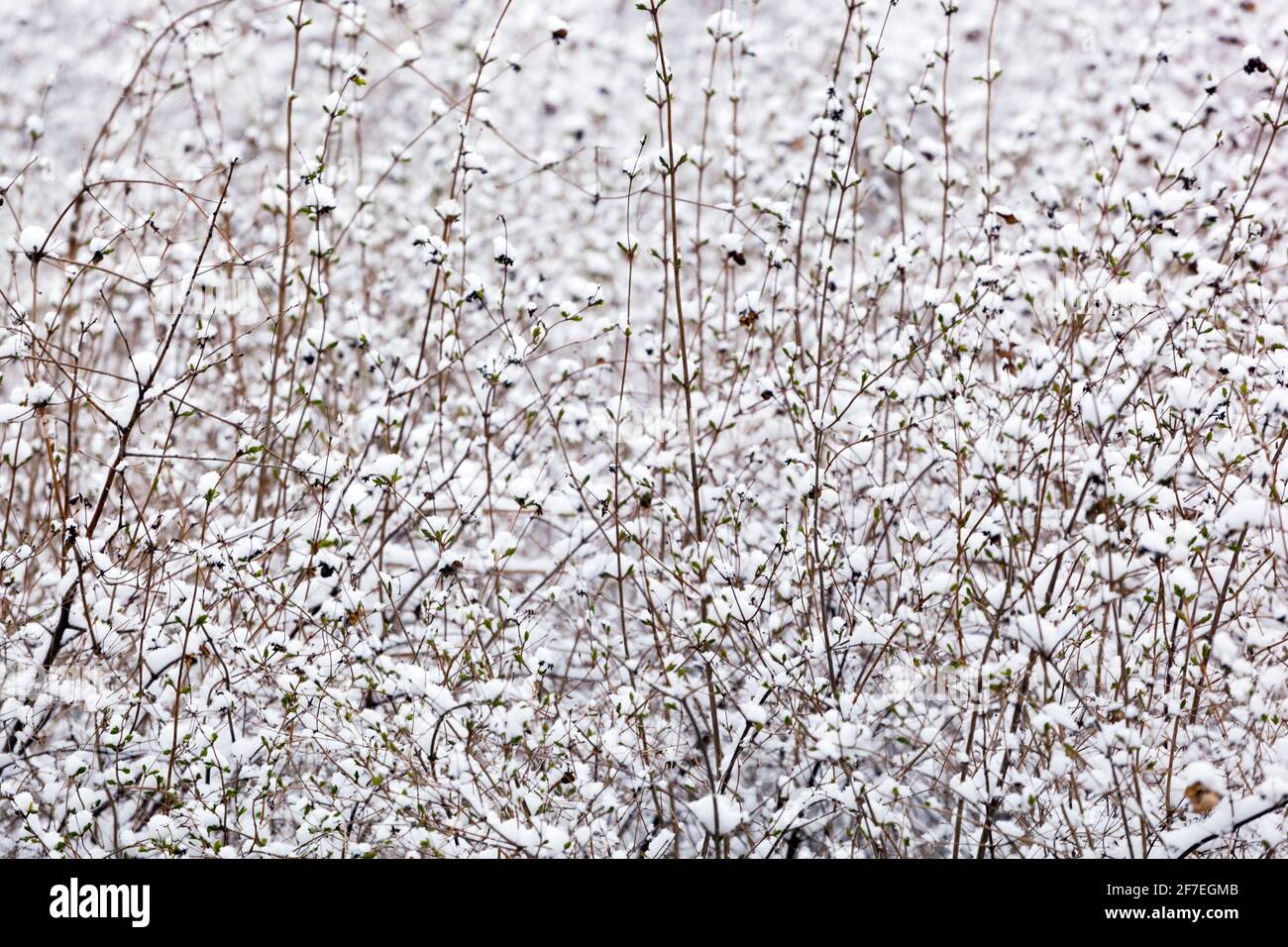 Winter snow scene shrub in white plants Stock Photo - Alamy