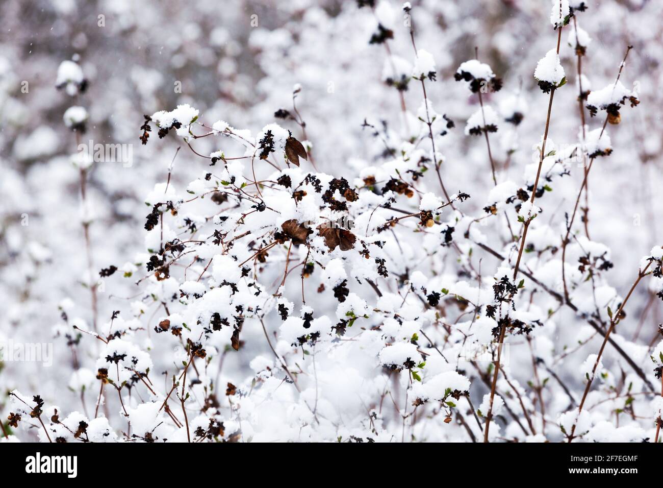 Pure Scene High Resolution Stock Photography and Images - Alamy