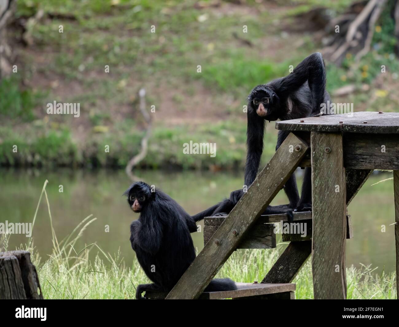 Black-faced Black Spider Monkey of the species Ateles chamek Stock ...