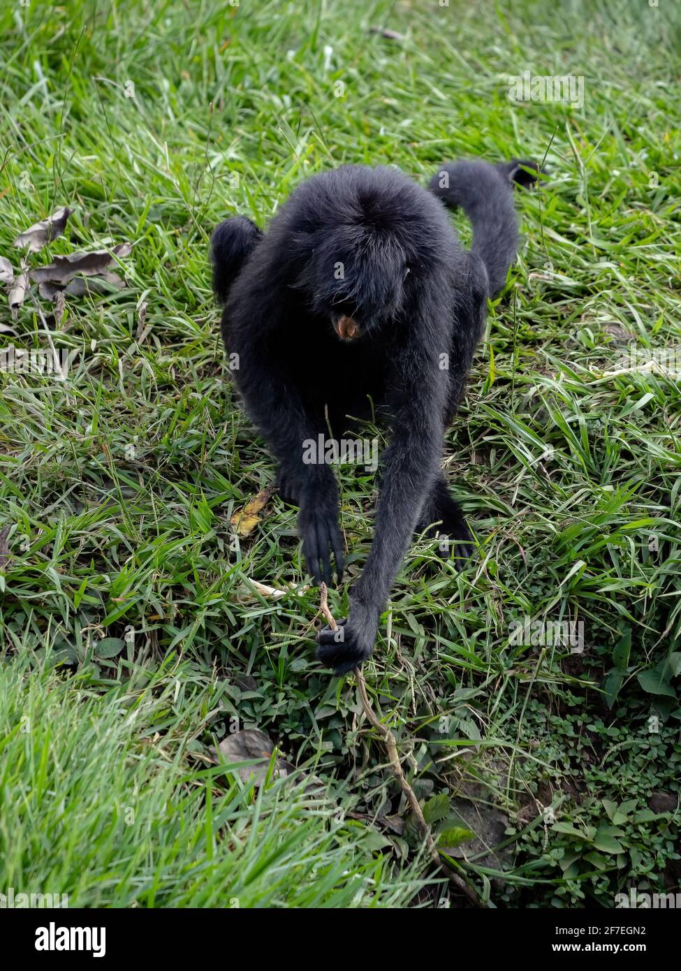 Black-faced Black Spider Monkey of the species Ateles chamek Stock ...