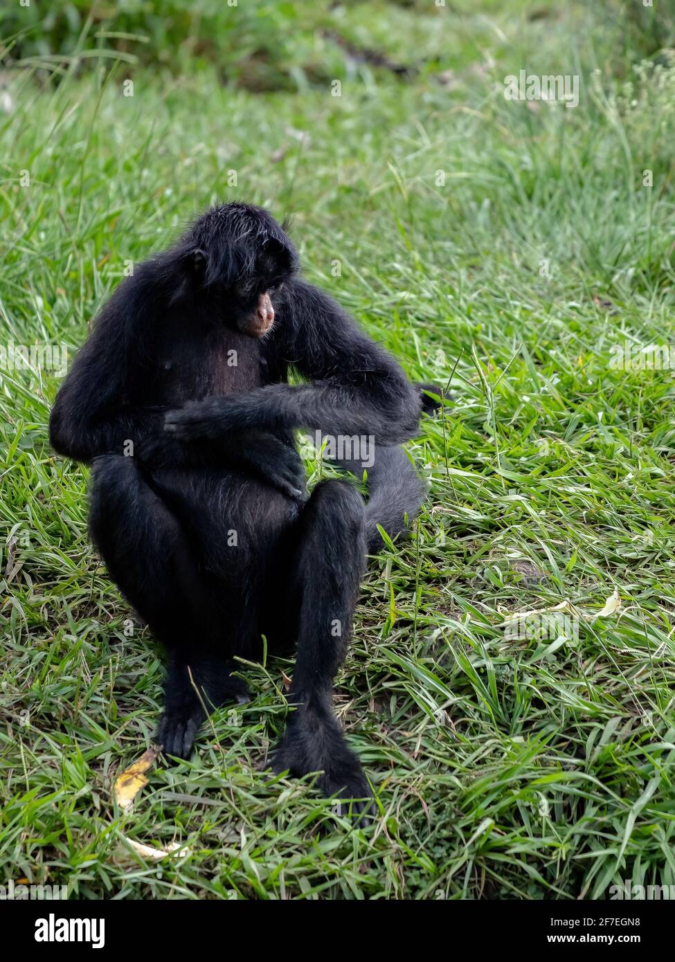 Black-faced Black Spider Monkey of the species Ateles chamek Stock ...