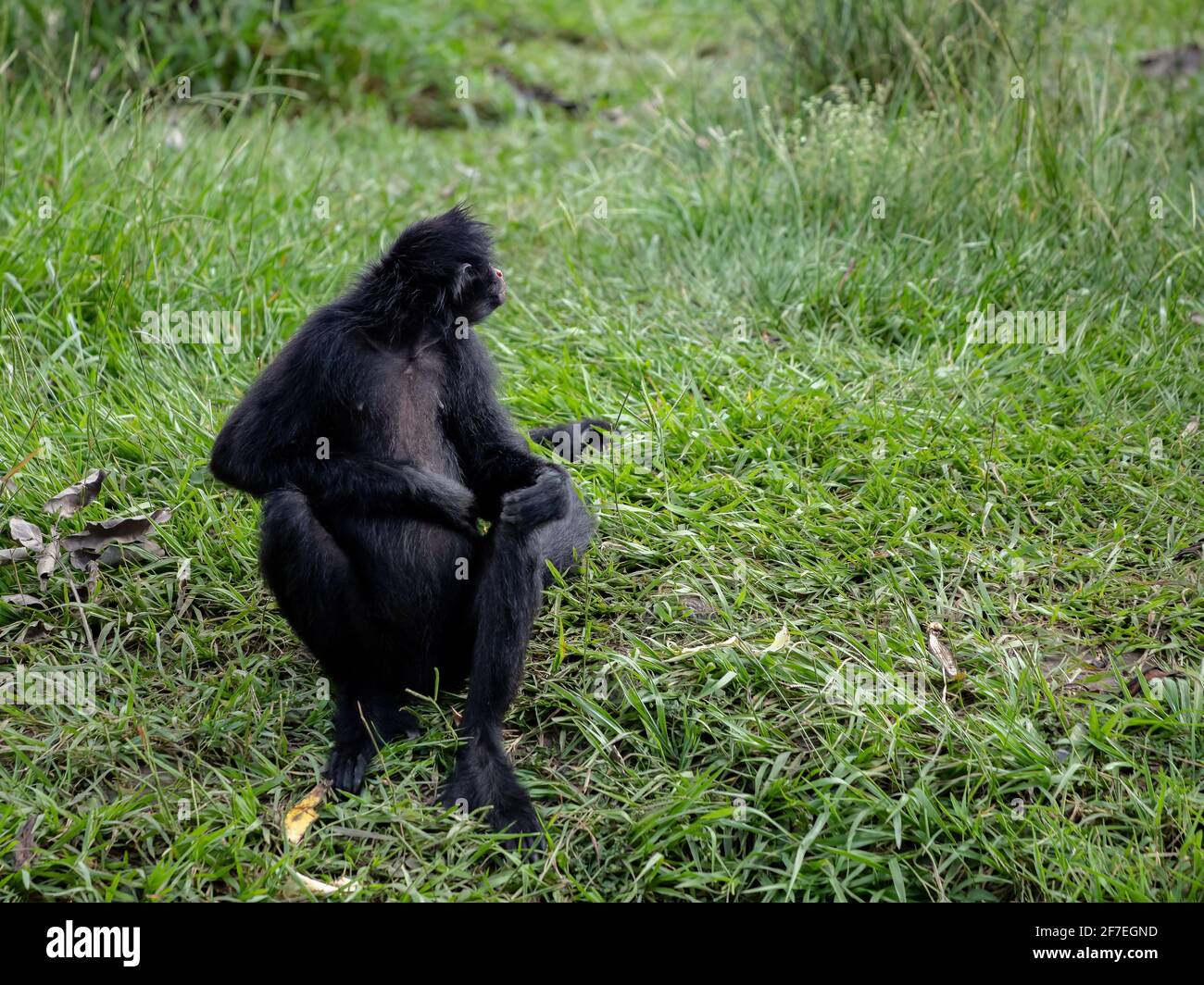 Black-faced Black Spider Monkey of the species Ateles chamek Stock ...