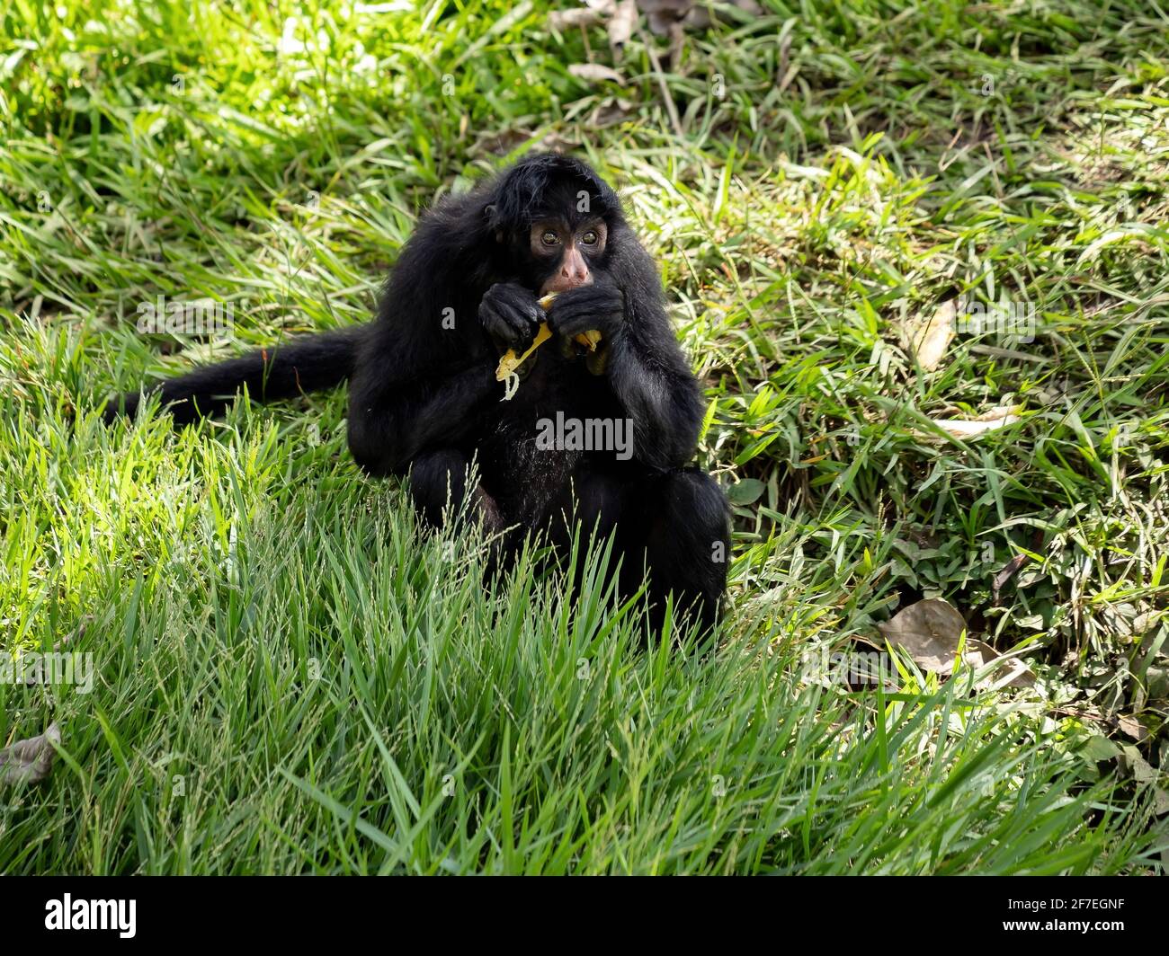 Black-faced Black Spider Monkey of the species Ateles chamek Stock ...